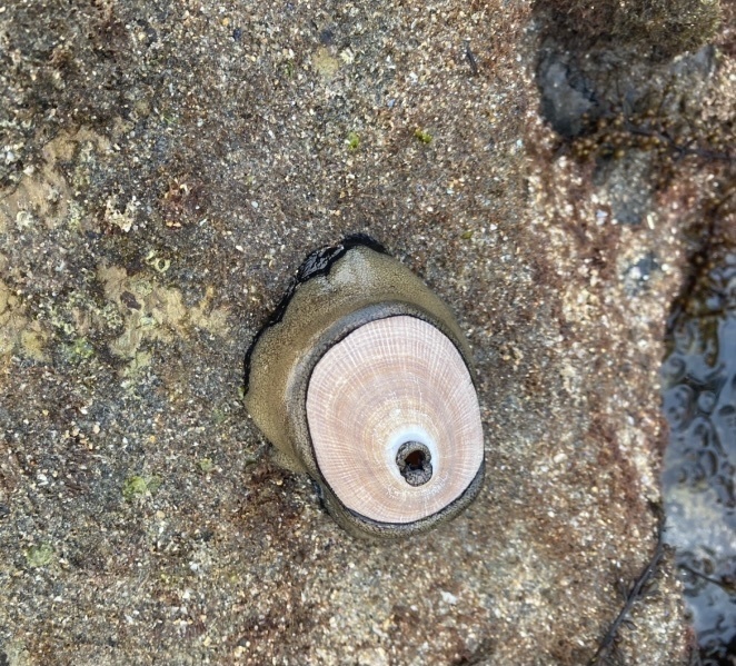 Giant Keyhole Limpet from Newport Bay, Newport Beach, CA, US on ...