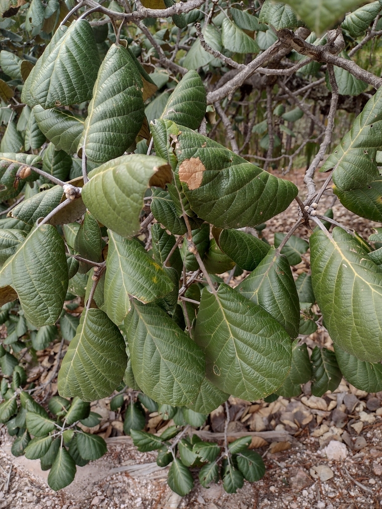 (Quercus urbani) - Botanical Realm