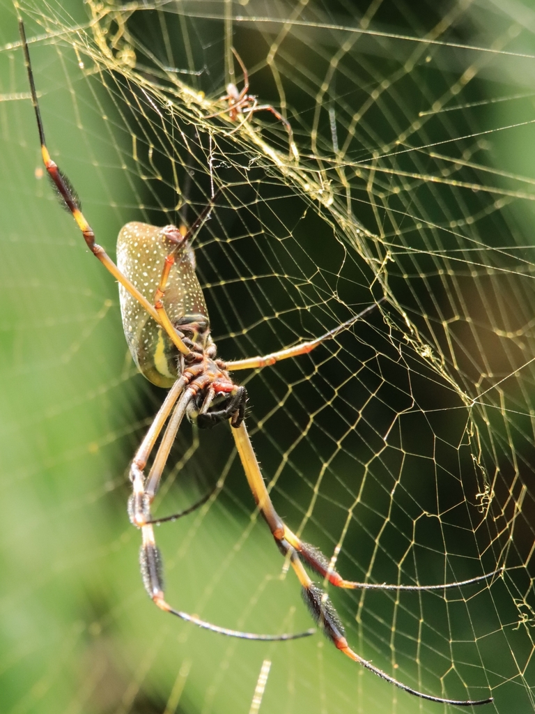Golden Silk Spider from Bosques de la Pradera on November 14, 2021 at ...
