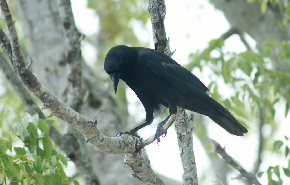 American Crow from Everglades NP Shark Valley, Miami-Dade County, FL ...