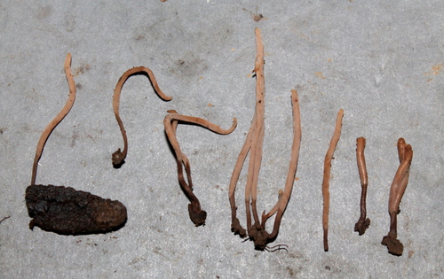 Clavulina humicola · iNaturalist