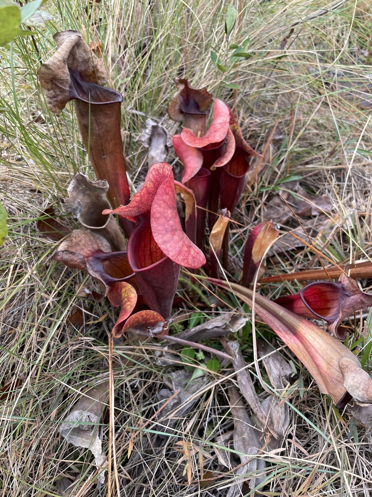 Catesby's Pitcher Plant in December 2021 by Will Petry · iNaturalist