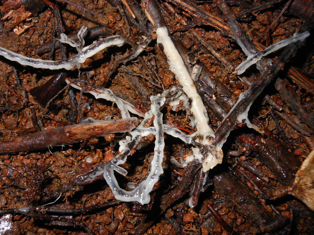 enveloping crust from Guyana on May 22, 2012 at 08:50 AM by ...