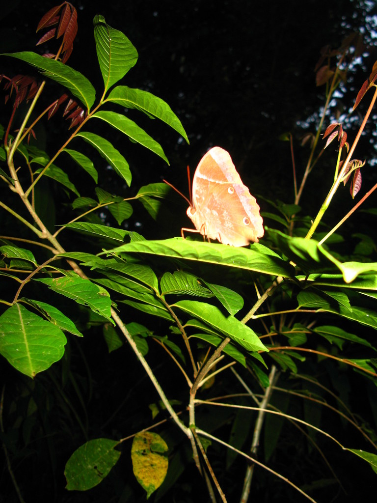 Dark Blue Jungle Glory from Gunung Mulu National Park, Taman Negara ...