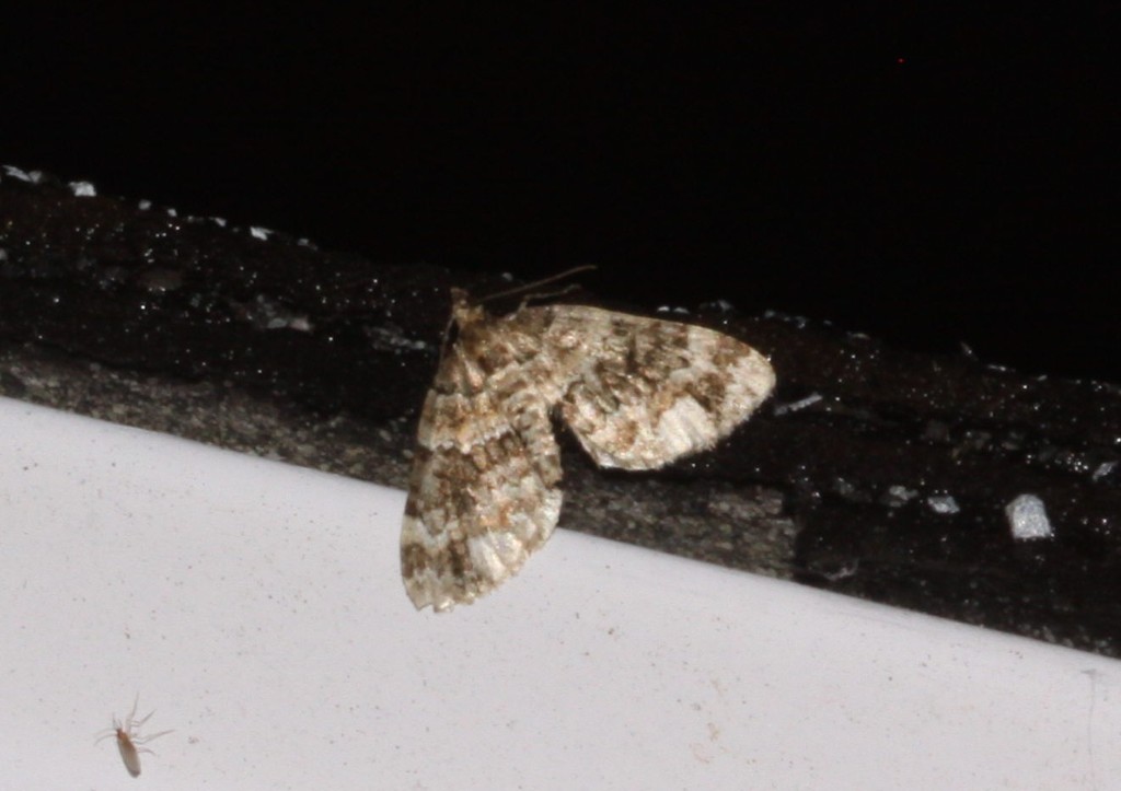 Grand Rivulet Moth from Québec, Canada on August 14, 2021 at 11:19 PM ...