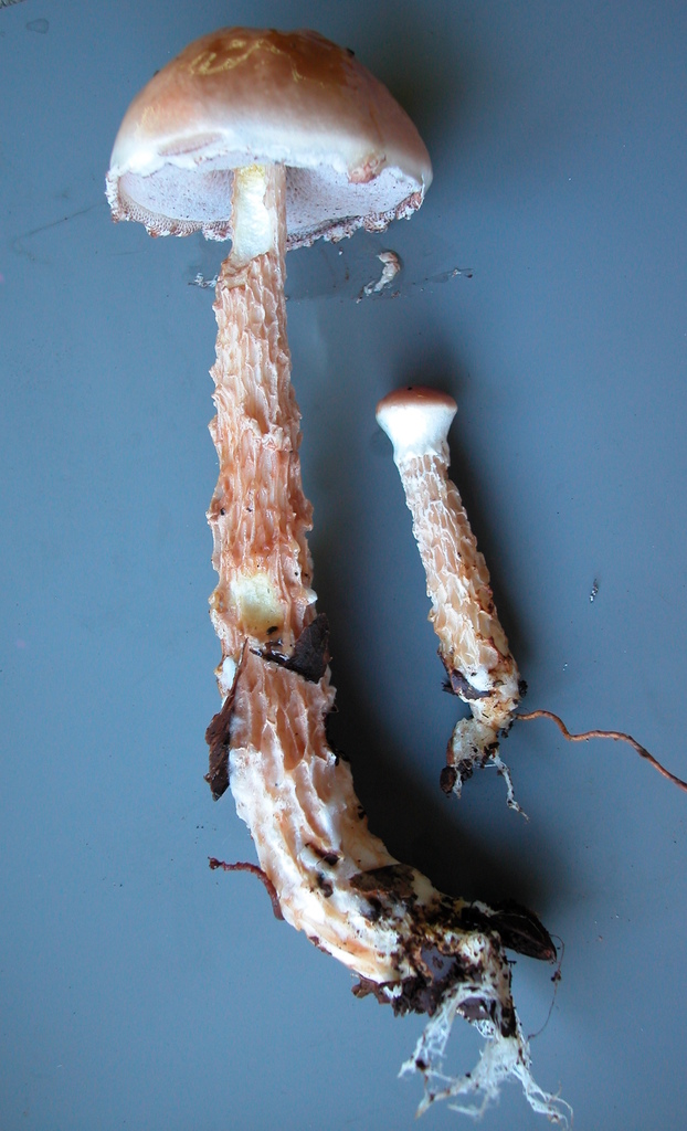 Austroboletus rostrupii from Guyana on May 23, 2011 at 11:55 AM by ...