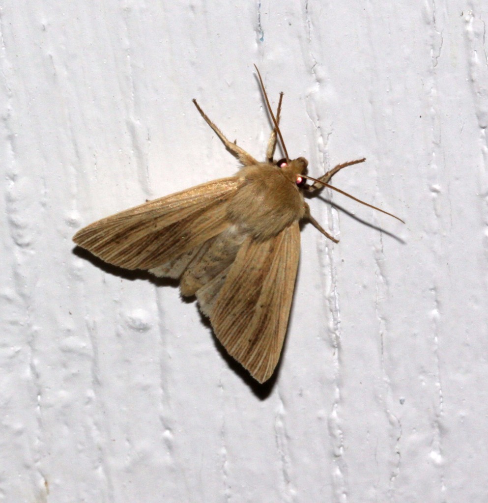 Lesser Wainscot from Québec, Canada on August 15, 2021 at 12:29 AM by ...
