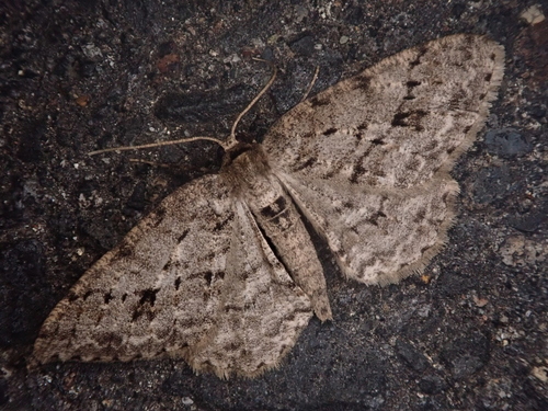 Ectropis cryptomeriae · iNaturalist