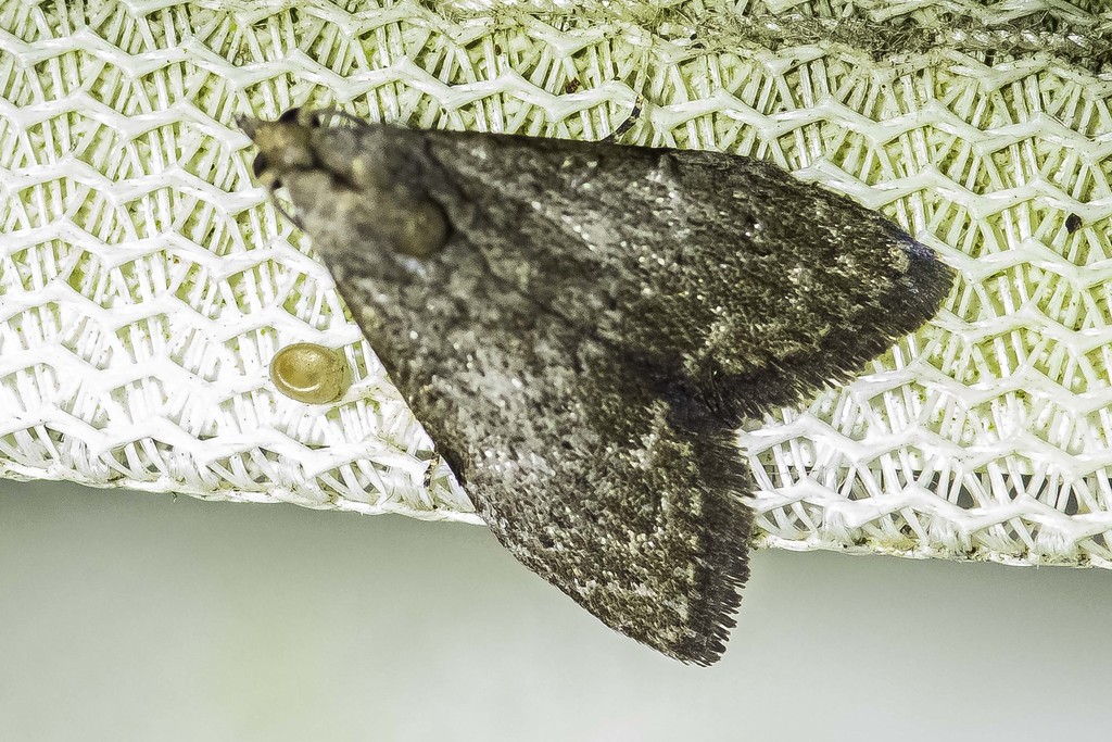 Plain Tuft Moth from Armidale NSW 2350, Australia on July 29, 2021 at ...