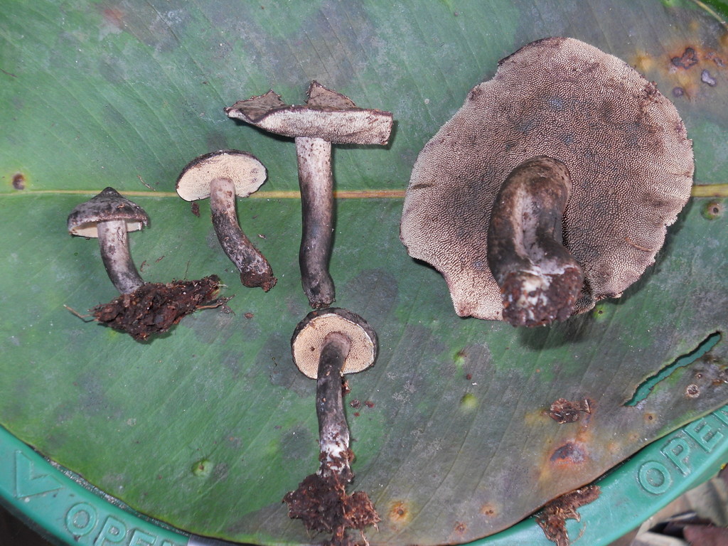 Neosarcodon pakaraimensis from Guyana on December 21, 2010 at 11:05 PM ...