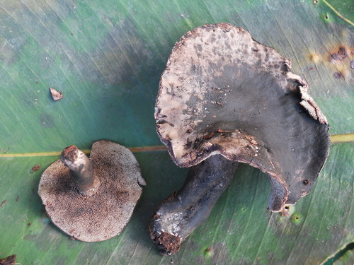 Sarcodon pakaraimensis · iNaturalist