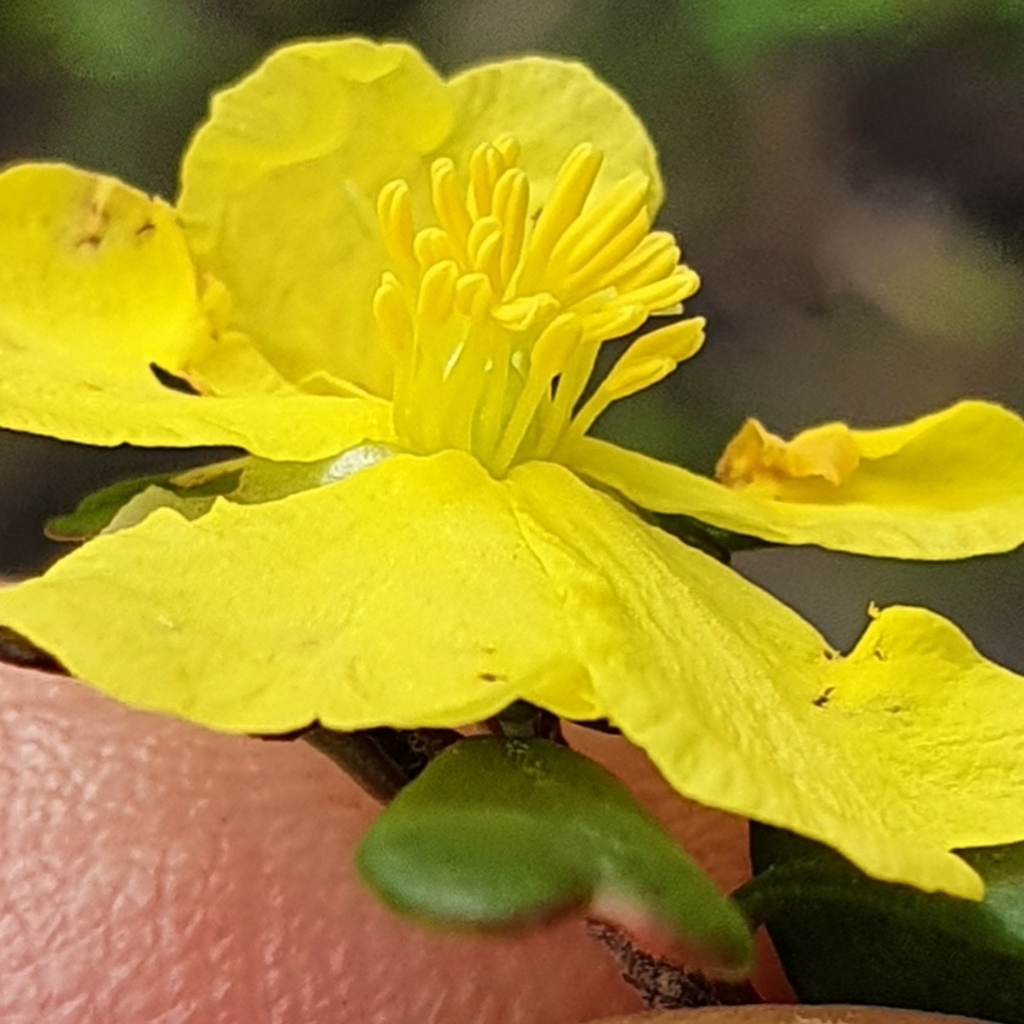 guinea-flowers from South Maroota NSW 2756, Australia on December 5 ...
