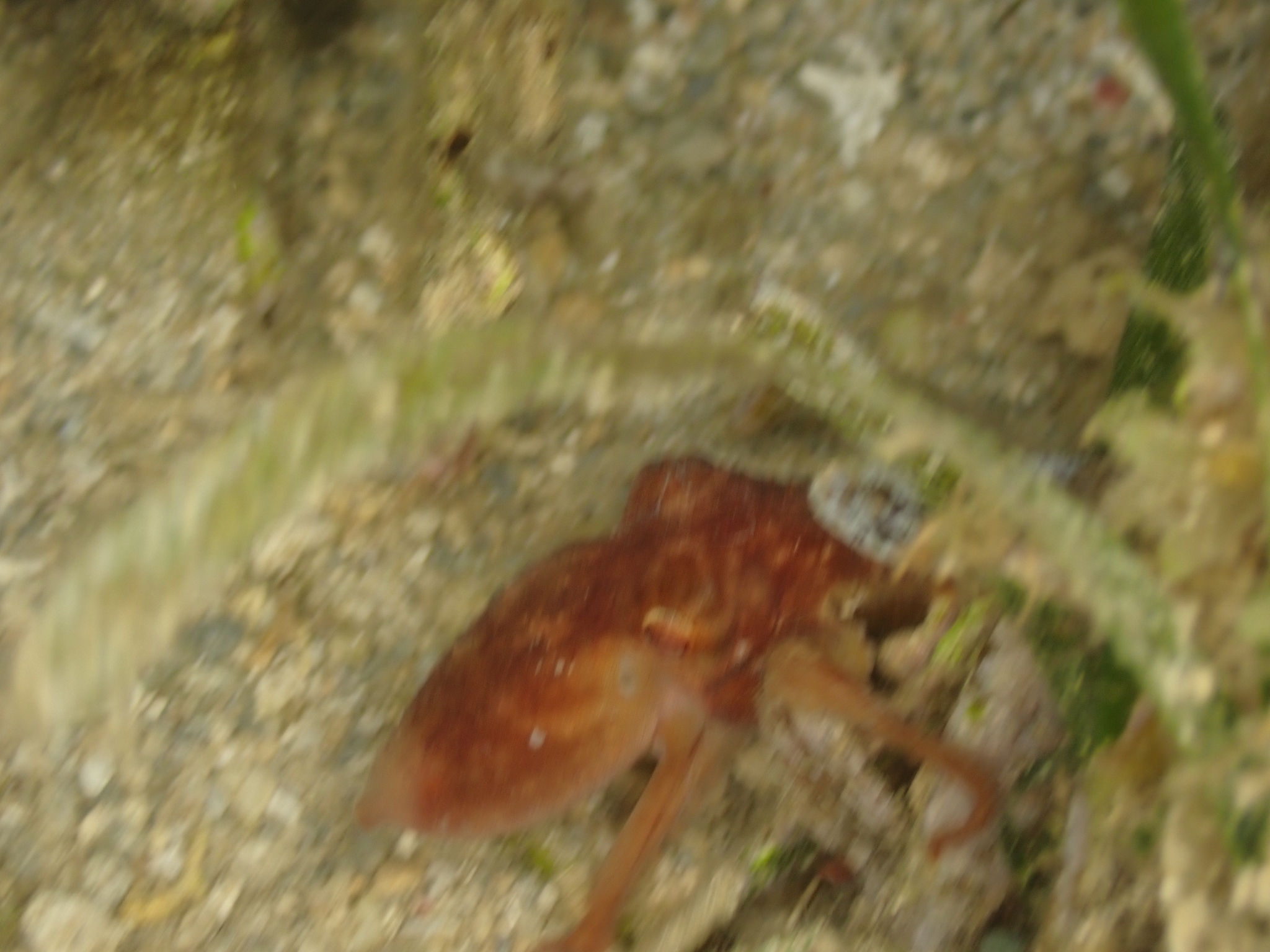 Octopus wolfi (Wülker, 1913)