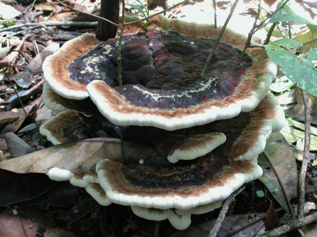 Kusaghiporia talpae from Guyana on August 1, 2007 by northgondwana ...