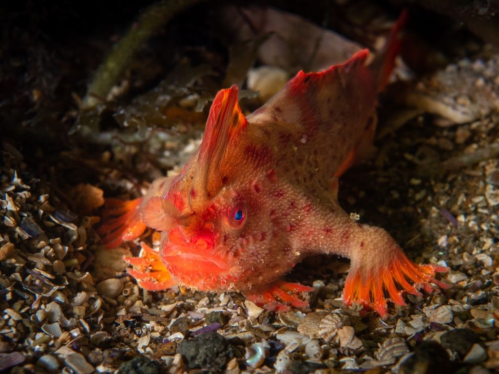 Red Handfish in November 2021 by Matty Testoni · iNaturalist