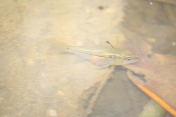 Pinstripe Cardinalfish (Fibramia lateralis) - Marine Life Identification