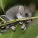 Narrow-toed Feather-tailed Glider (Acrobates pygmaeus) · iNaturalist