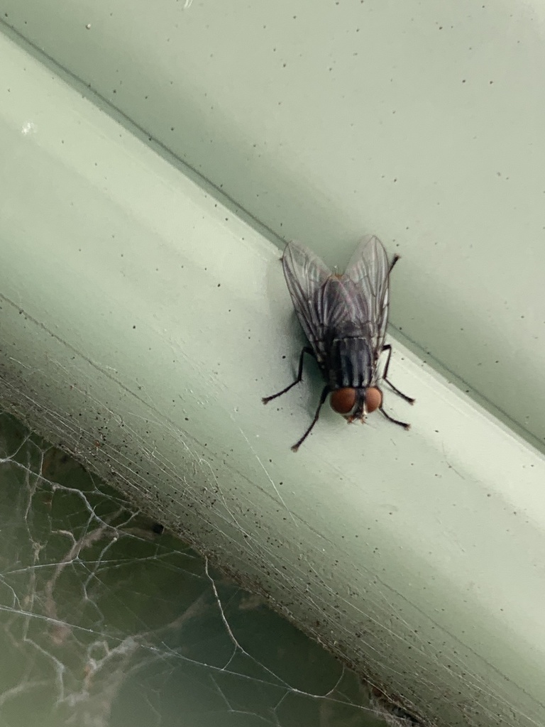 Common House Fly in December 2021 by N.S-TheLostHuman · iNaturalist