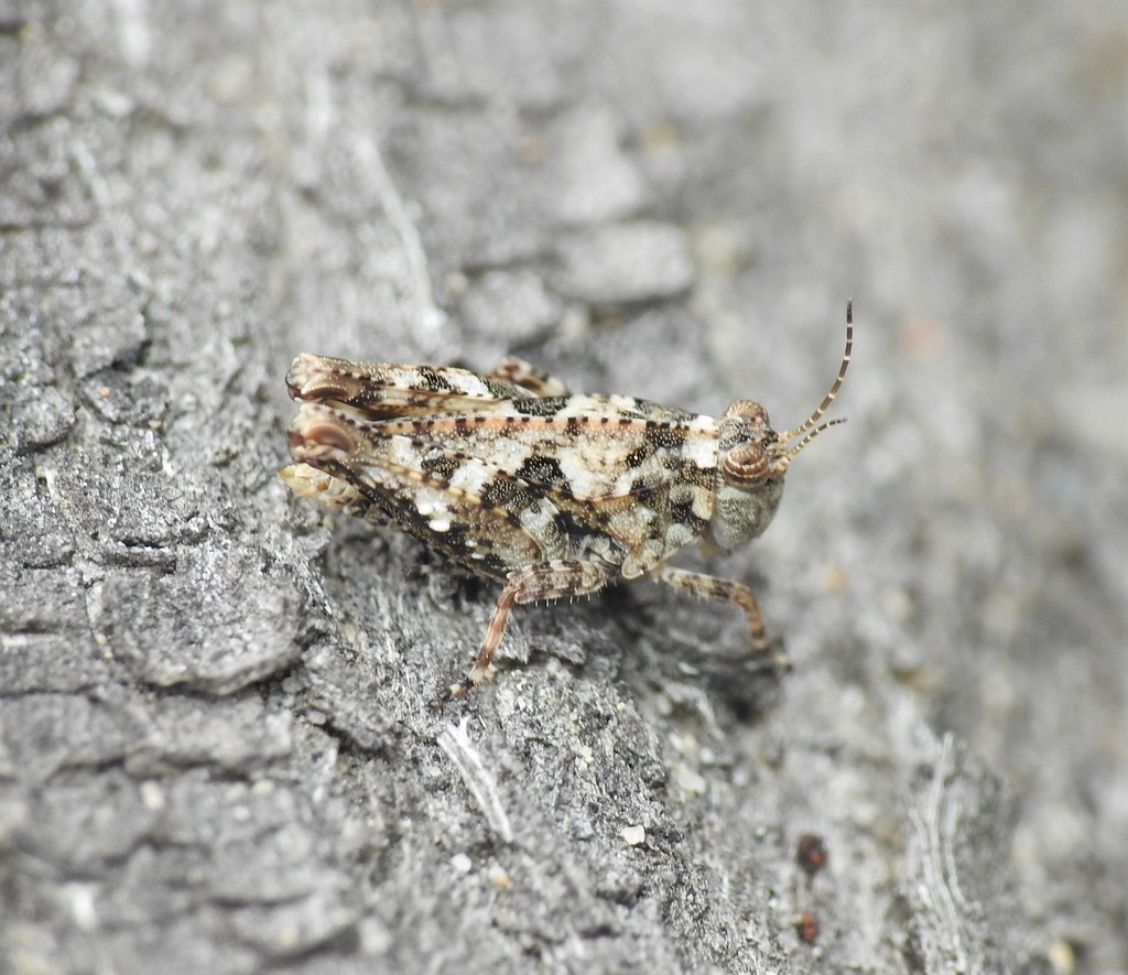 Pygmy Grasshoppers from Talegalla Weir QLD 4650, Australia on December ...