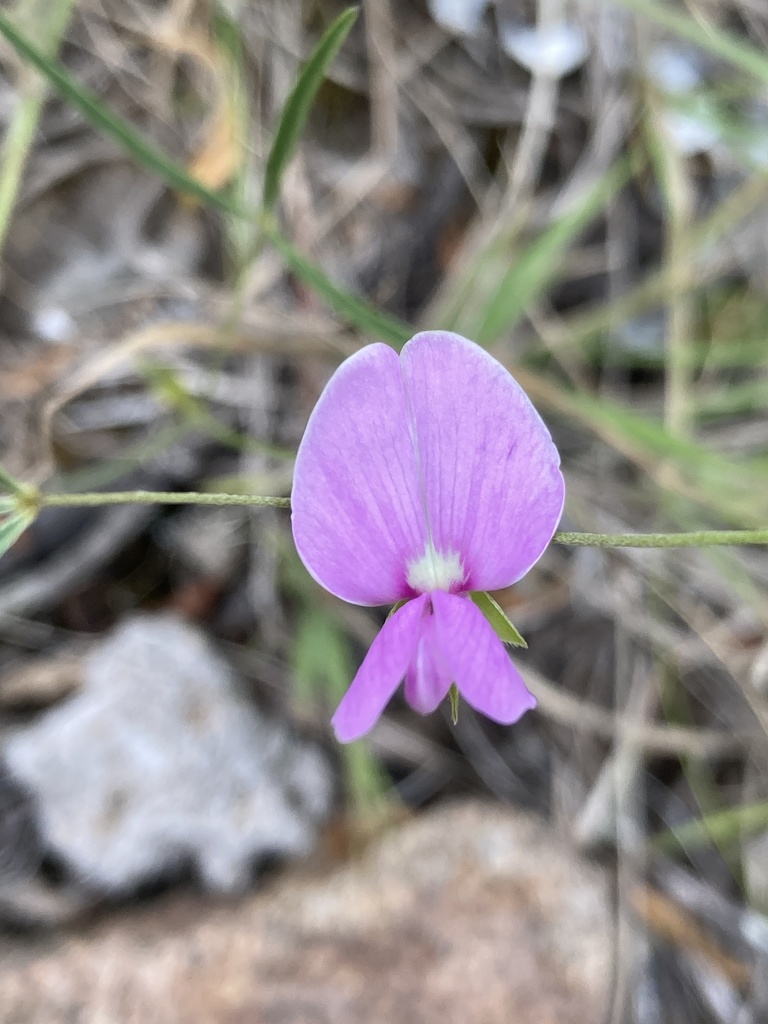 Galactia gracillima - plant details - WorldFloraDB