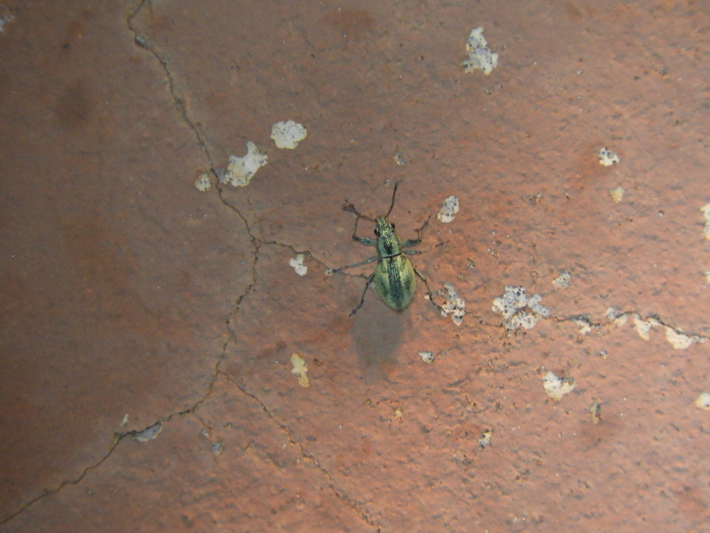 Pantomorus ruizi from Gral. Acha, La Pampa, Argentina on December 01 ...