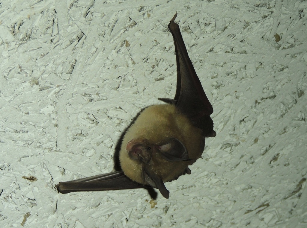 Little Japanese Horseshoe Bat (Rhinolophus cornutus) - Know Your Mammals