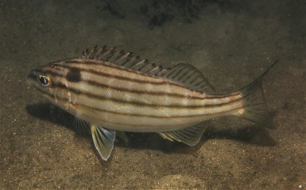 Eastern Striped Grunter (Fishes of Chowder Bay, Sydney, Australia ...