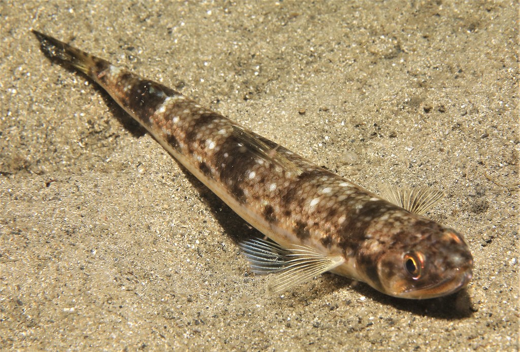 Large-scaled Grinner (Saurida undosquamis) - Marine Life Identification