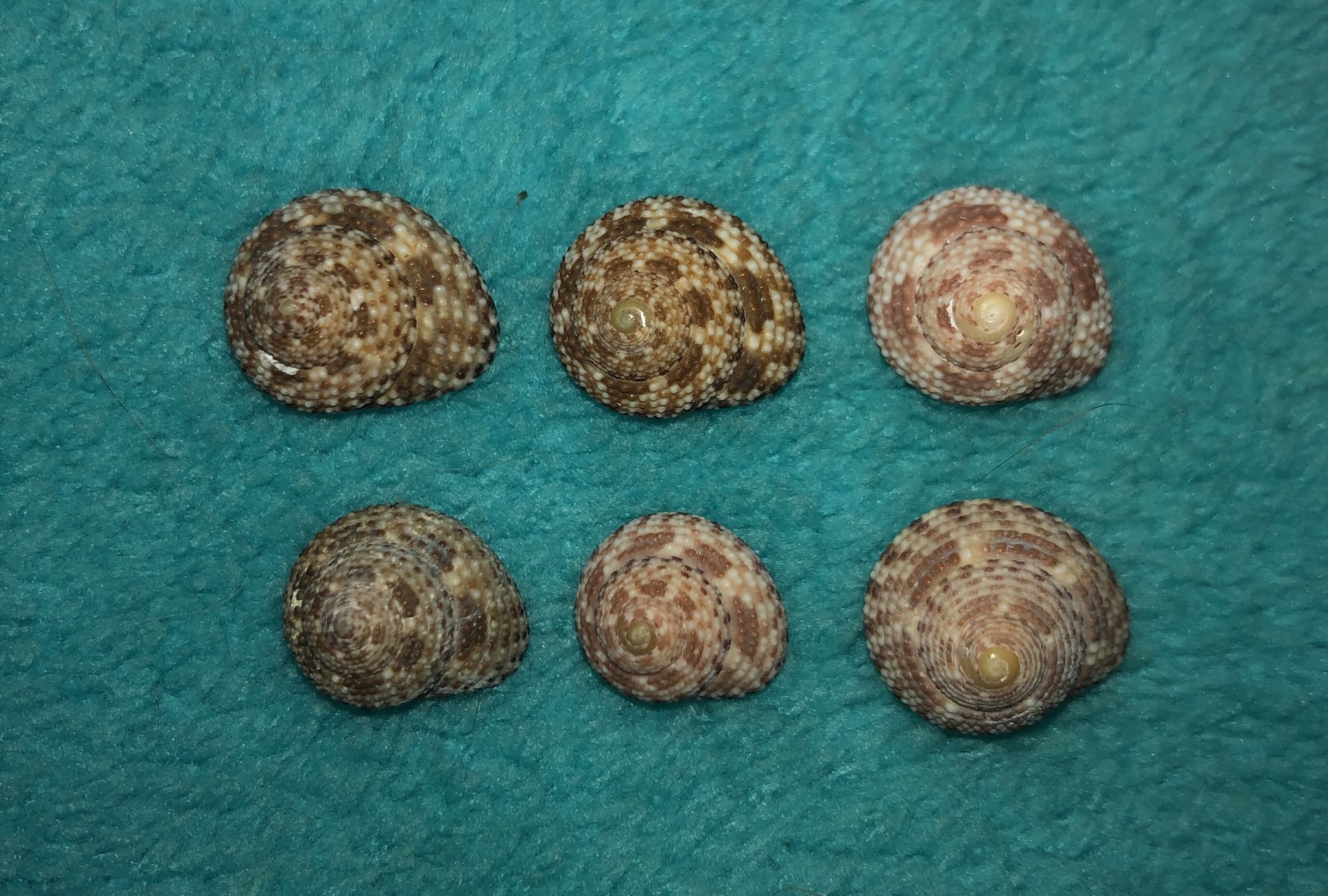 Clanculus maxillatus (Menke, 1843)