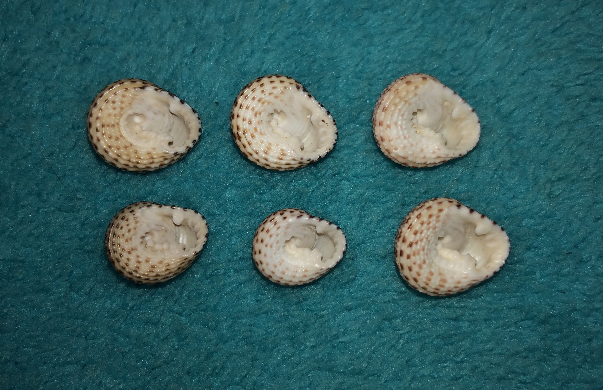 Clanculus maxillatus (Menke, 1843)