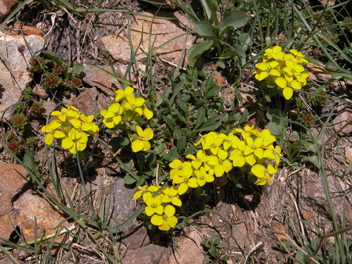 Erysimum gelidum · iNaturalist United Kingdom