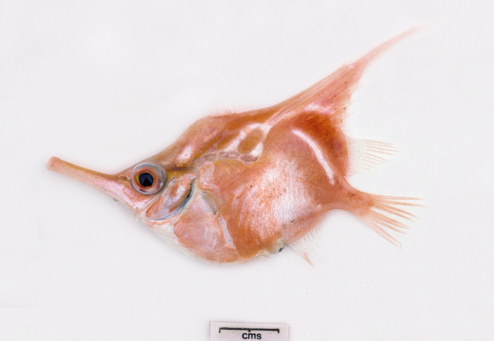 Notopogon xenosoma Regan, 1914