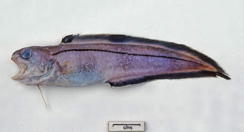 Chameleon Cusk (Sirembo metachroma) · iNaturalist