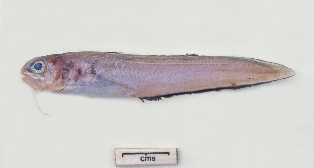 Ravenous Cusk (Ophidion genyopus) - Marine Life Identification