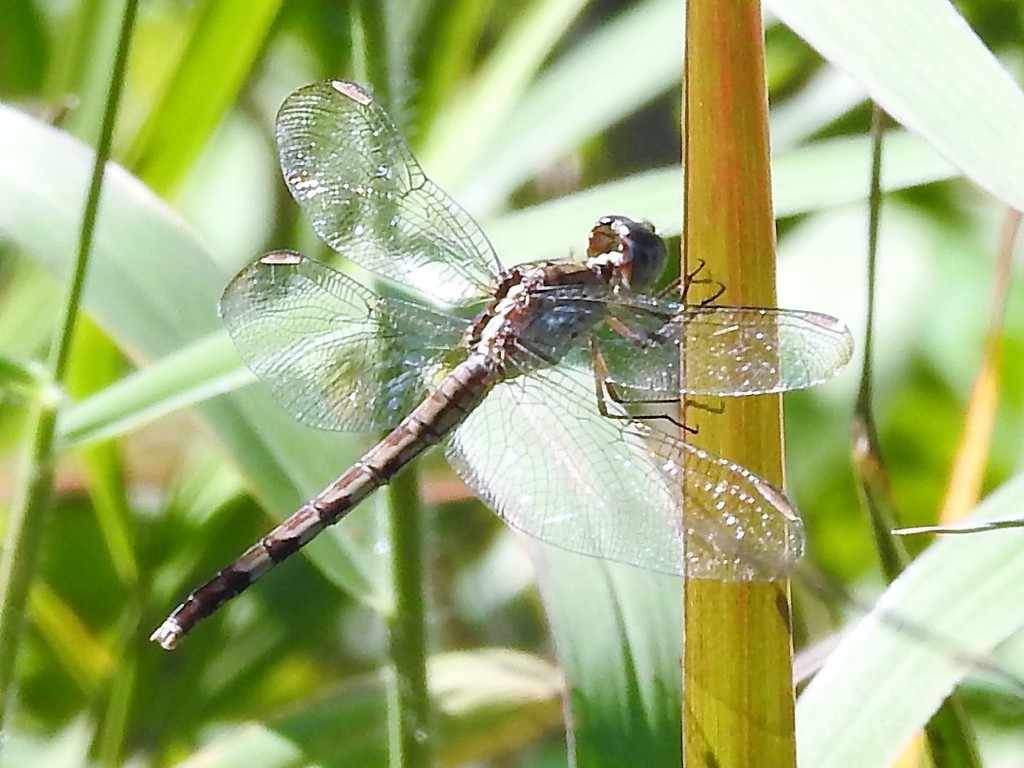 Band-winged Dragonlet from Arthur R. Marshall Trl, Florida 33472, USA ...