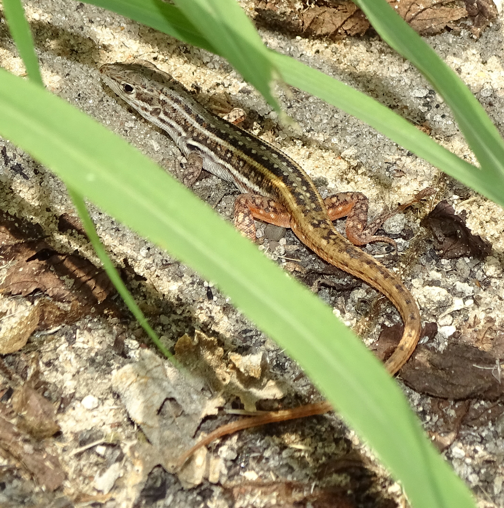 Common Rough-scaled Lizard from Bwabwata NP, Zambezi Region, Namibia on ...