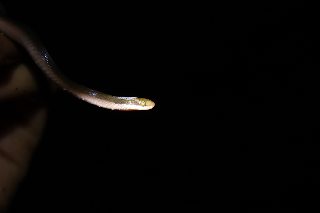 Common Brown Water Snake from East Griqualand, South Africa on November ...