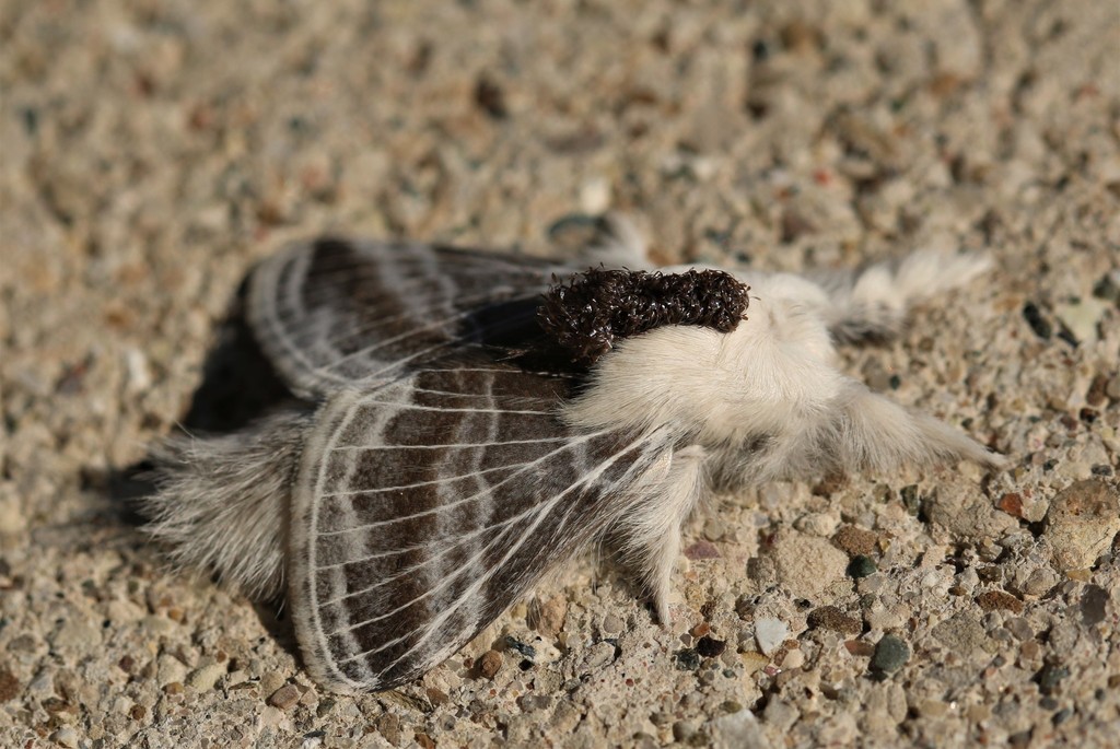 Large Tolype Moth from Norfolk County, ON, Canada on September 04, 2021 ...