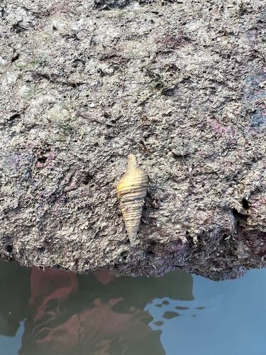 Annulaturris amicta · iNaturalist