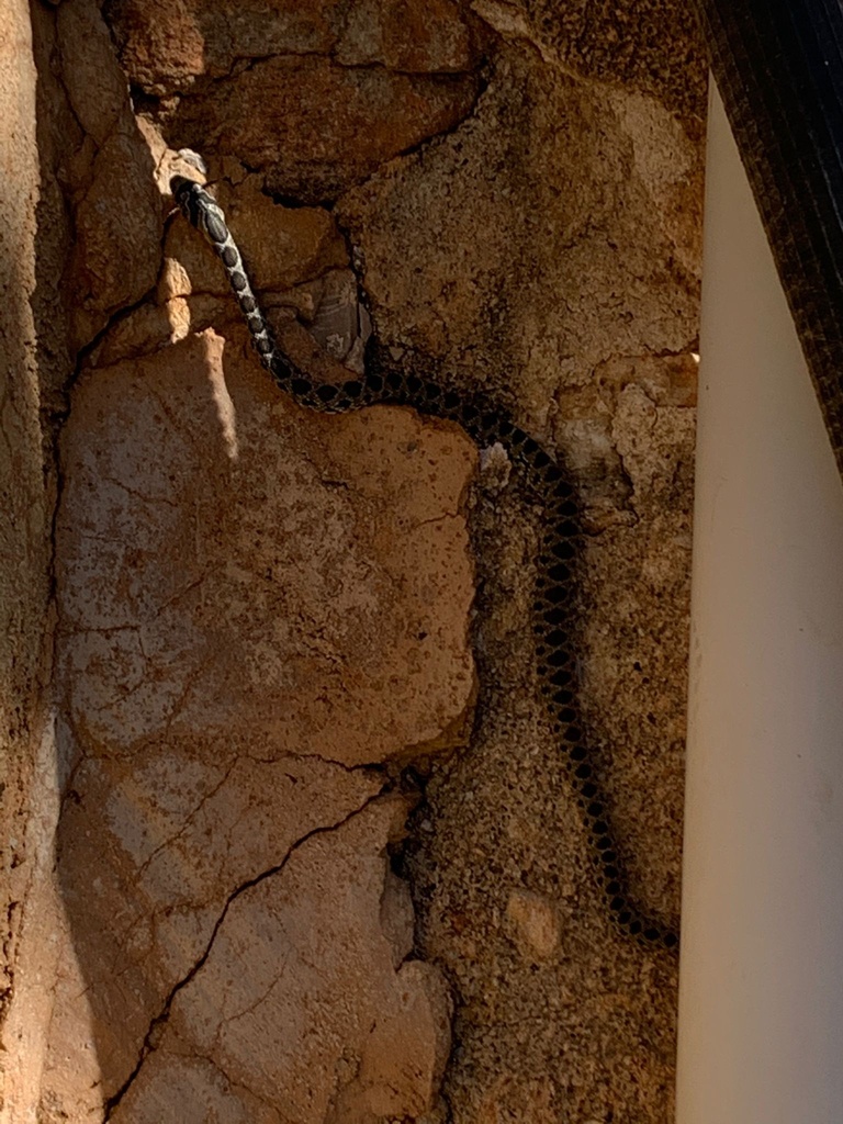 Horseshoe Whip Snake from Mallorca, Campos, Balearic Isles, ES on ...
