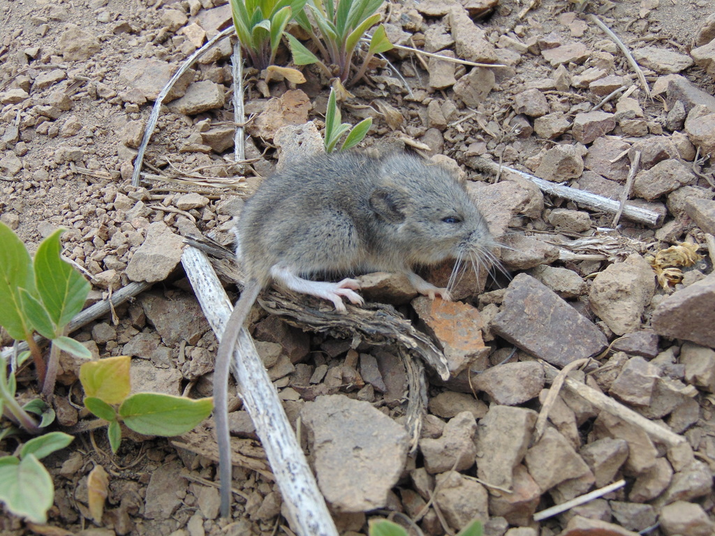 Rodents from Talca, Maule, Chile on December 02, 2021 at 11:37 AM by ...