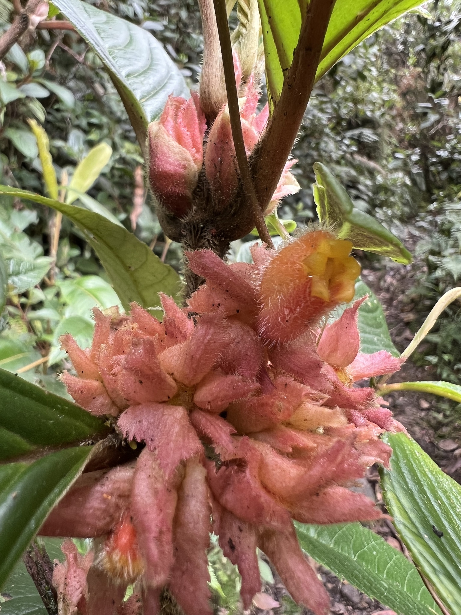 Glossoloma ichthyoderma (Hanst.) J.L.Clark