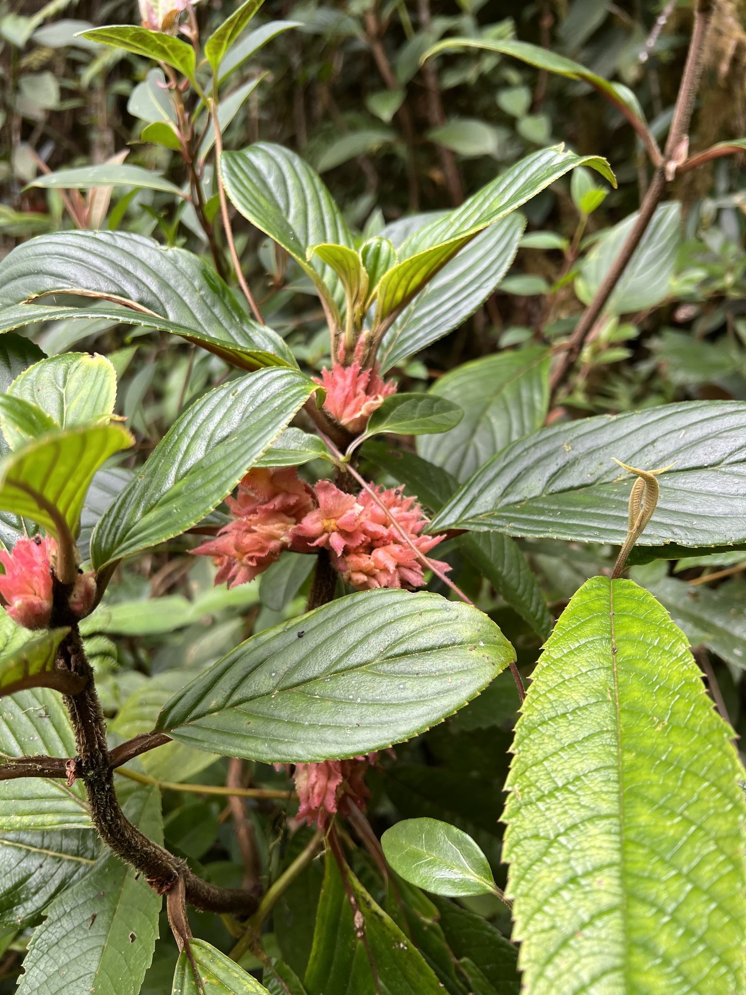 Glossoloma ichthyoderma (Hanst.) J.L.Clark