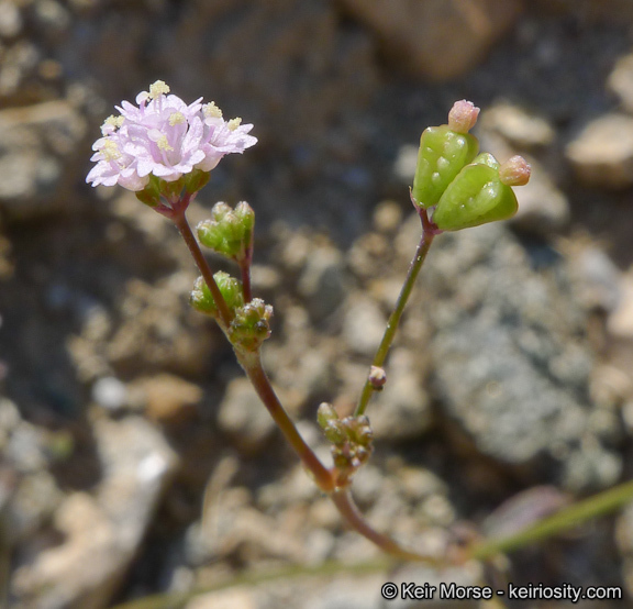 Slender Spiderling (Guia de Planta cercanas al Valle de Los Gigantes ...