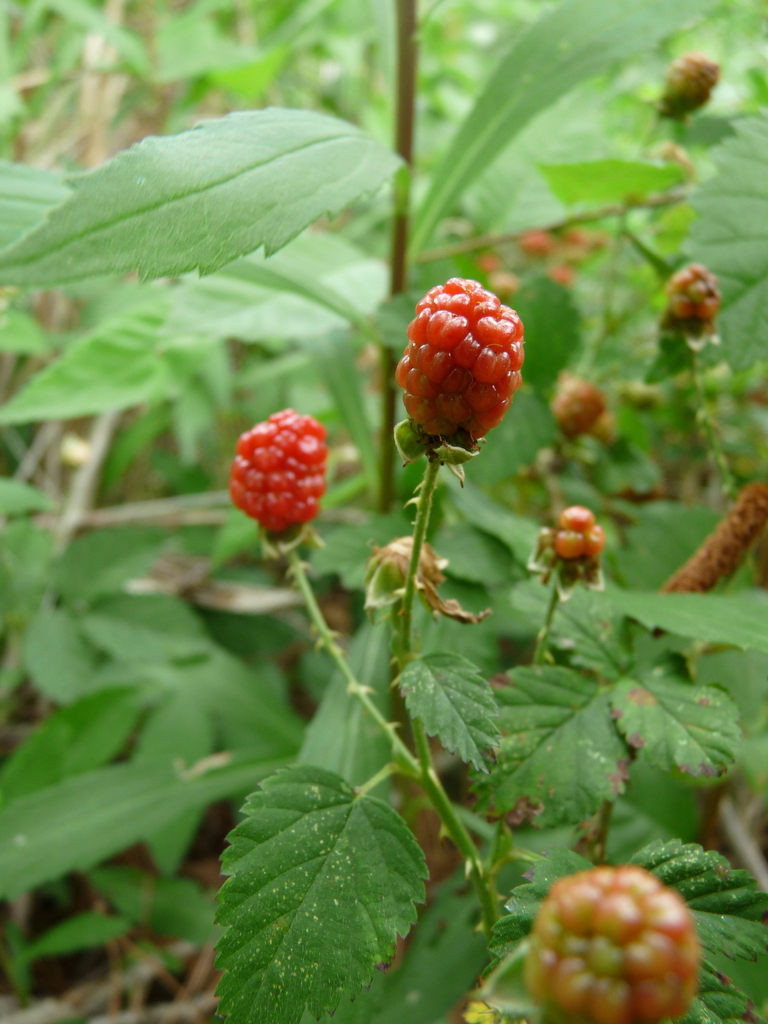 Pennsylvania Blackberry from Houston Arboretum & Nature Center, Houston ...