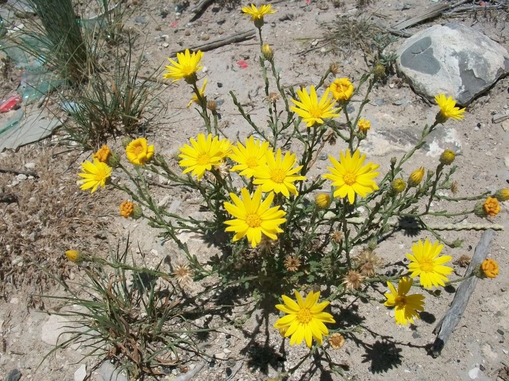 Xanthisma (Asteraceae (Aster) of the Pacific Northwest) · iNaturalist