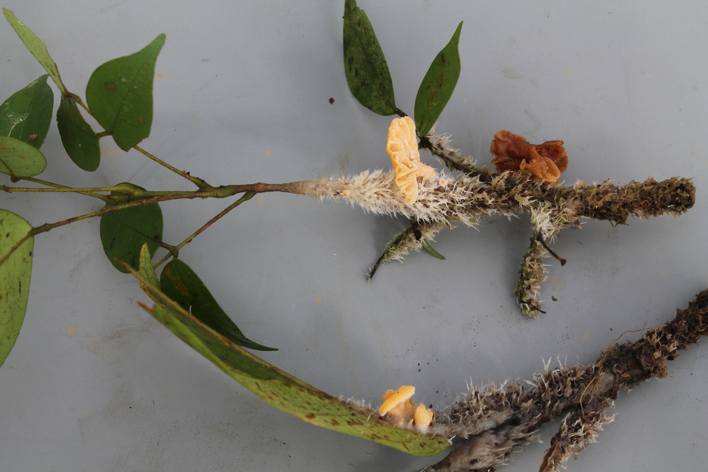 Lactifluus multiceps from Guyana on June 13, 2013 at 01:47 PM by ...