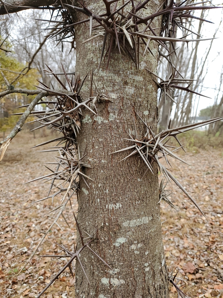 honey locust from Rockville on December 05, 2021 at 02:19 PM by ...