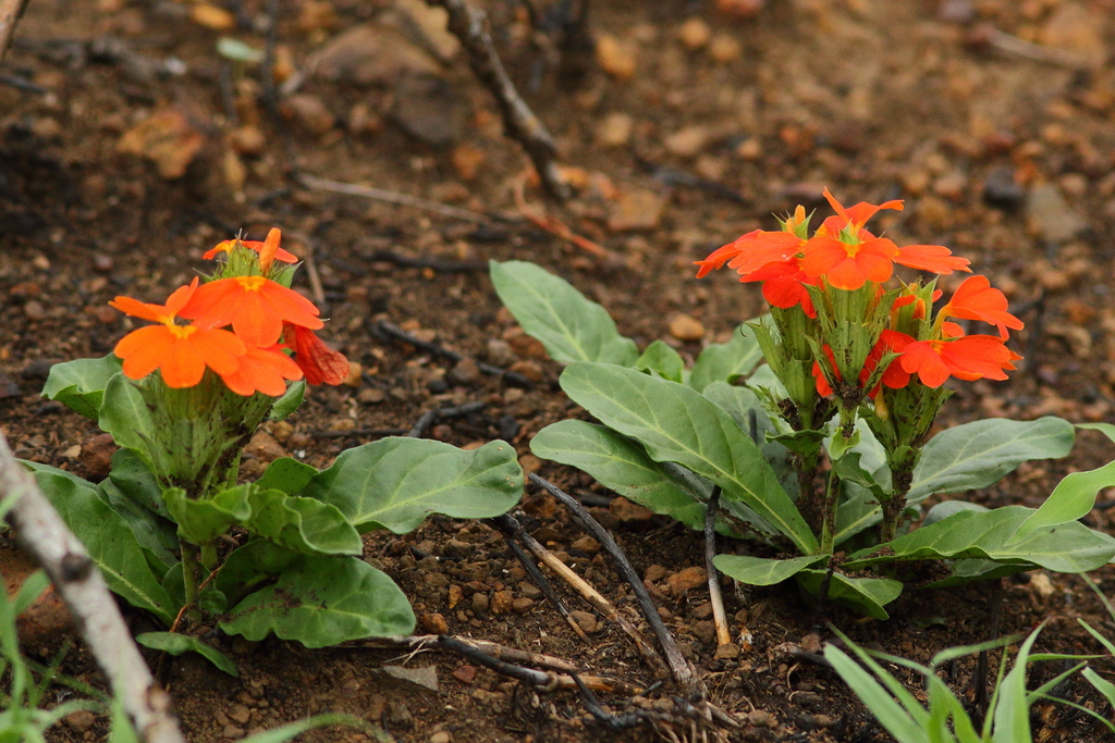 Firecracker-flower from North Uthungulu, South Africa on November 11 ...
