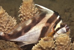 Fishes of Chowder Bay, Sydney, Australia · iNaturalist